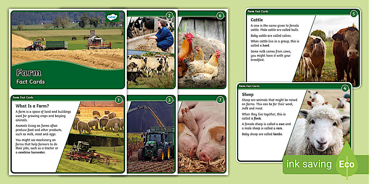 EYFS Farm Fact Cards | Twinkl (teacher made) - Twinkl