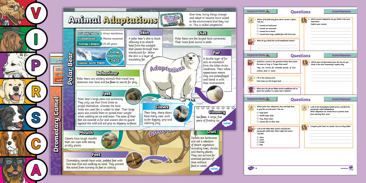 Digging for Details: Animal Adaptations KS2 | Infographic