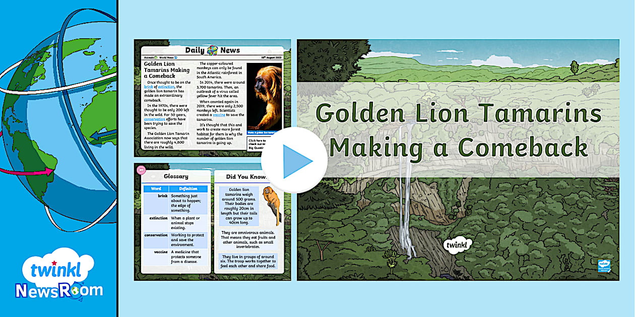 Golden Lion Tamarins Making a Comeback | Twinkl Resources