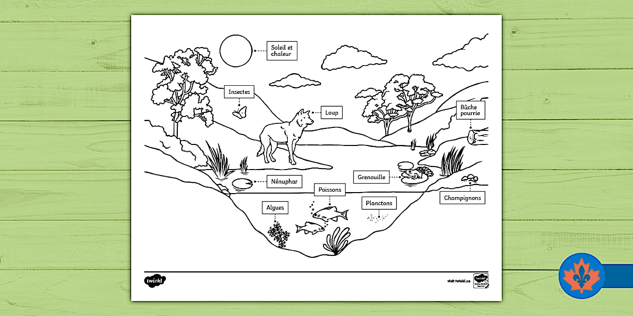 Ecosystems Labelled Colouring Sheet French (Teacher-Made)