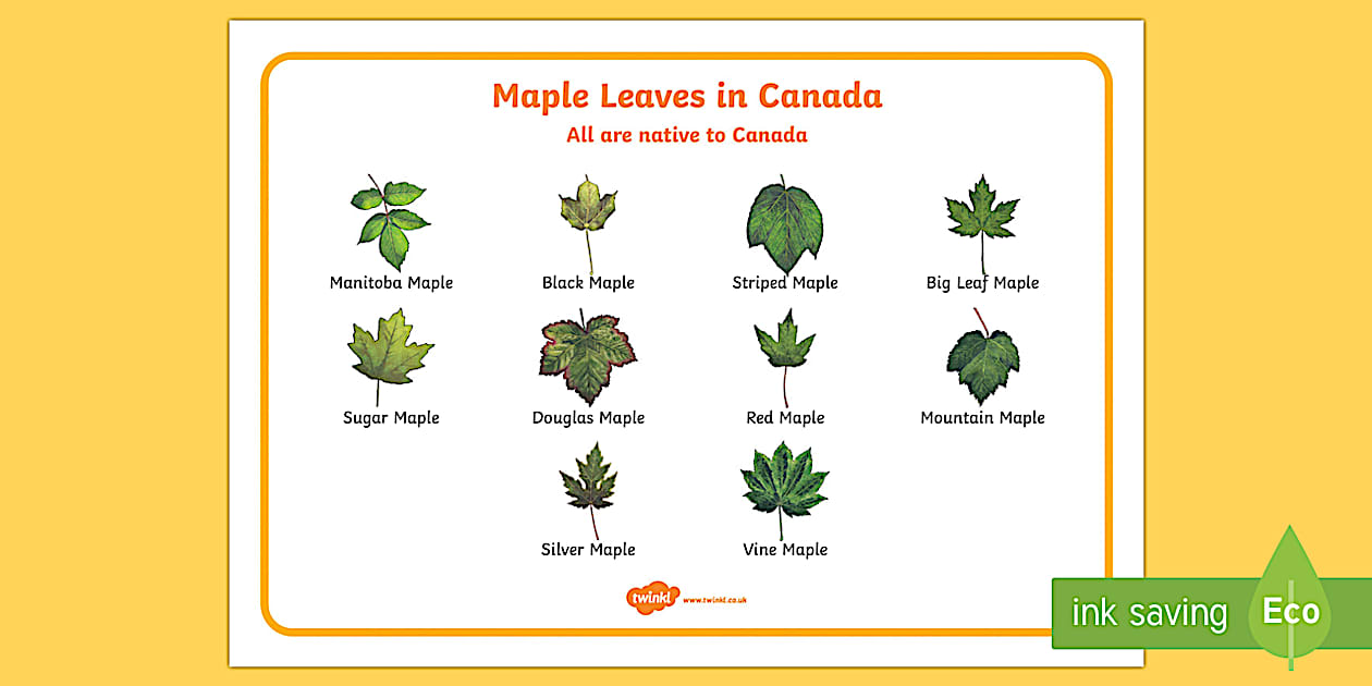 Cursive Maple Leaves in Canada Word Mat (teacher made)