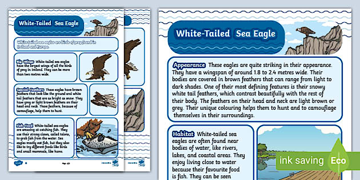 White-Tailed Sea Eagle Differentiated Fact Files - Twinkl