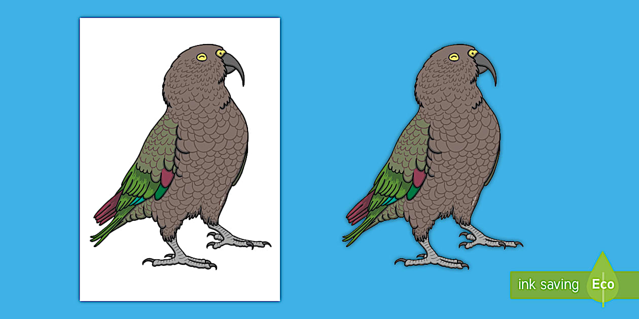 👉 Editable Parrot (A4) (Teacher-Made) - Twinkl