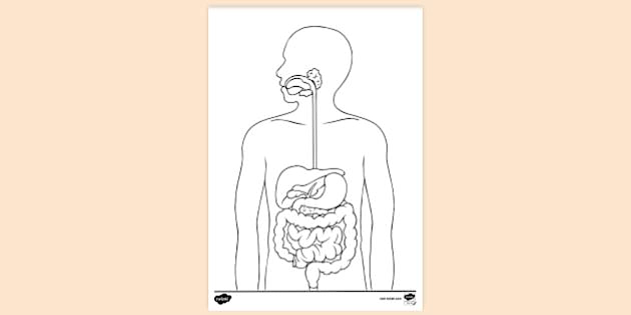 Digestive System Colouring Page | Colouring Sheets - Twinkl