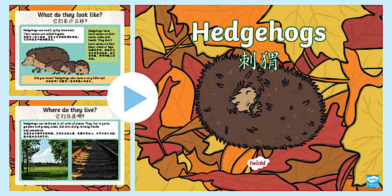 Hedgehogs PowerPoint - English/Mandarin Chinese - Twinkl