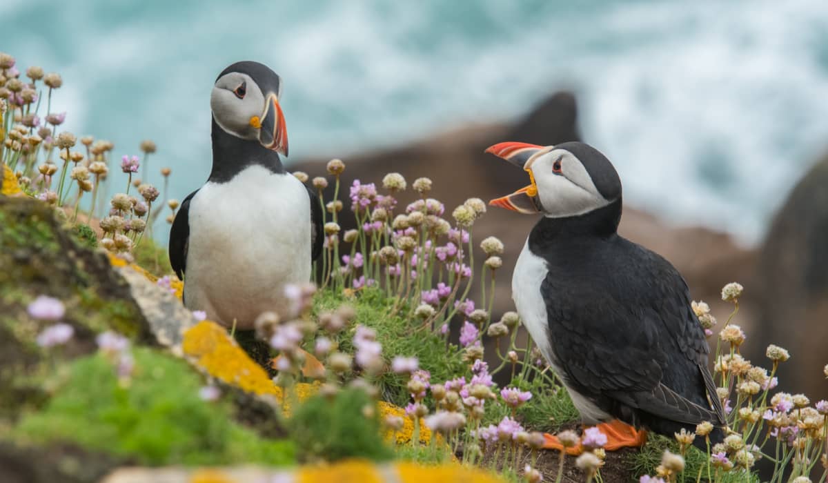 Puffins Soar on Lundy but Survey Finds Seabird Numbers in Decline - Twinkl