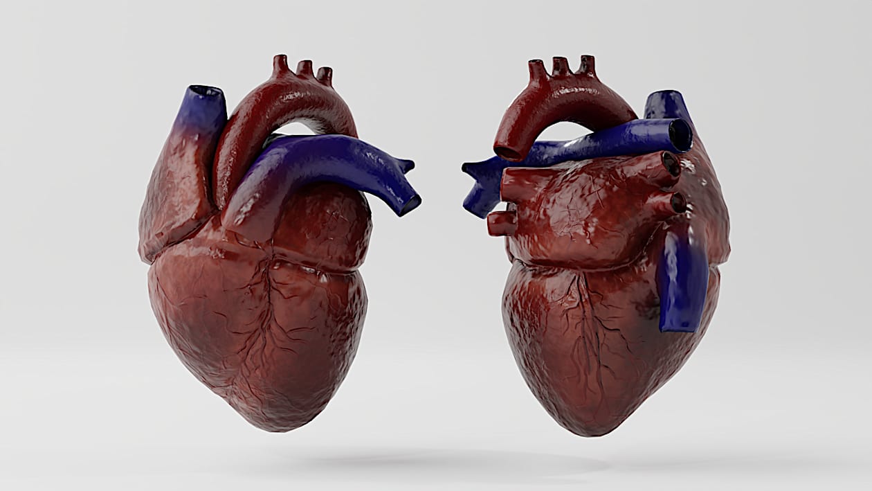 3D Model: Human Body - Human Heart (teacher made) - Twinkl