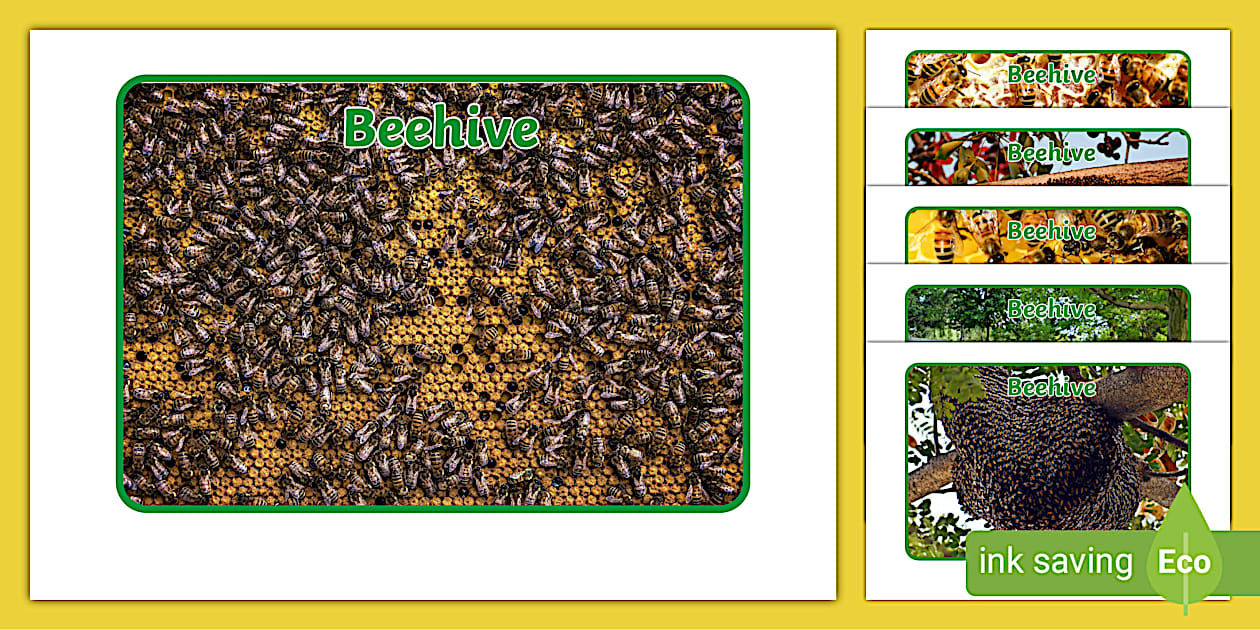 Beehive Photo Pack (teacher made) - Twinkl