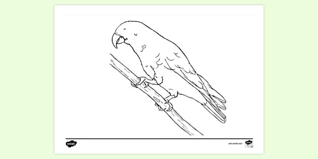 Kaka Parrot Twinkl Eyes | Colouring Sheets (teacher made)