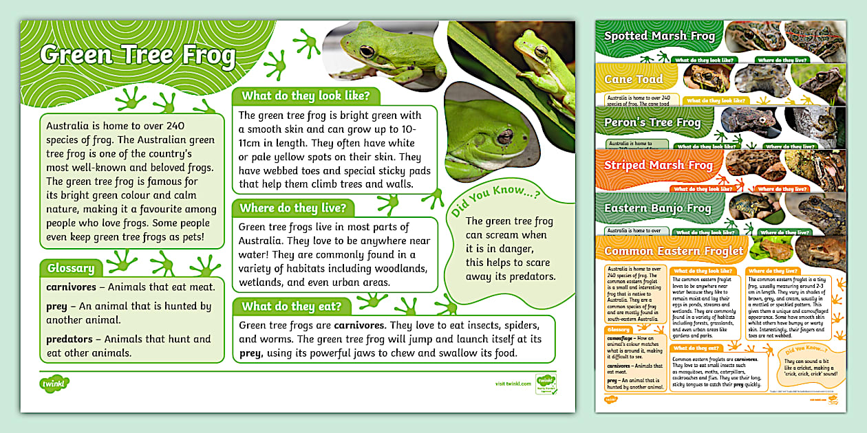 Australian Frogs Fact Files (teacher made) - Twinkl