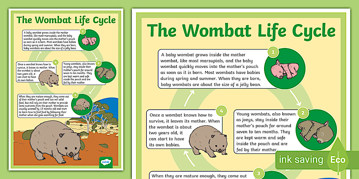 Life Cycle of a Wombat Display Poster | Australian Animals