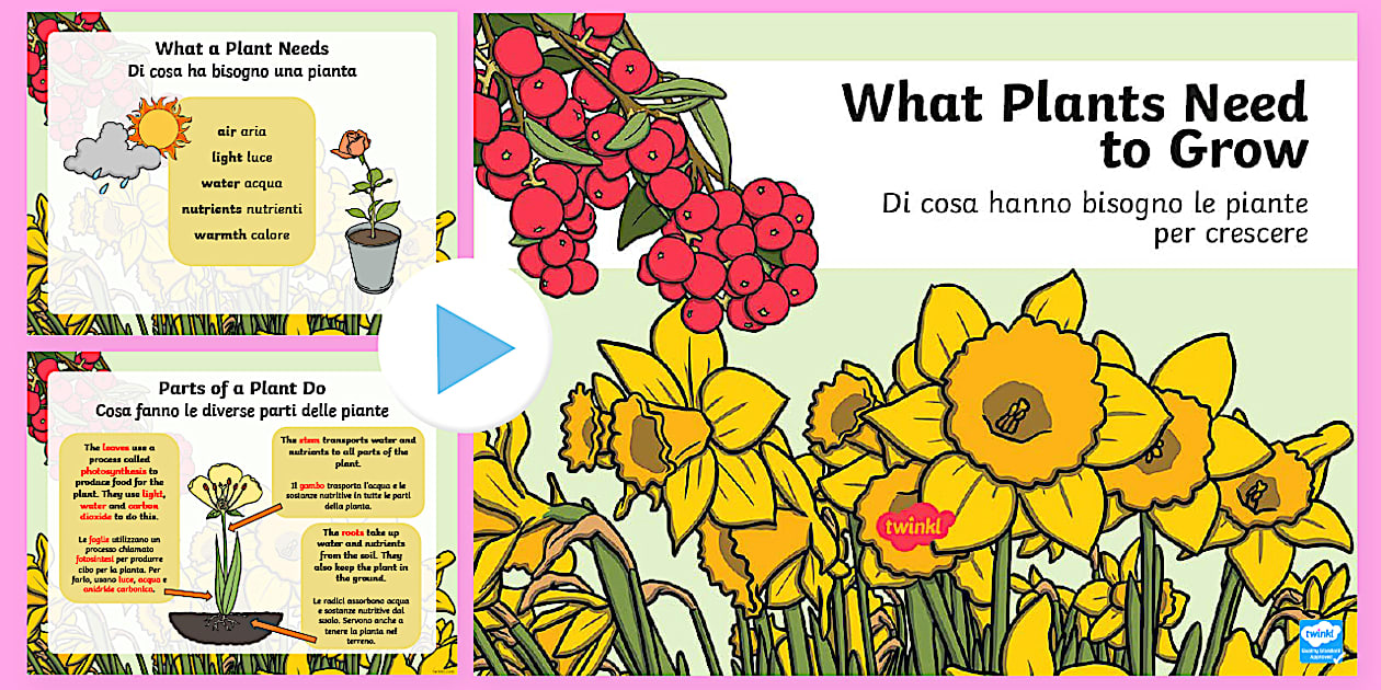 What Plants Need to Grow PowerPoint English/Italian - Twinkl