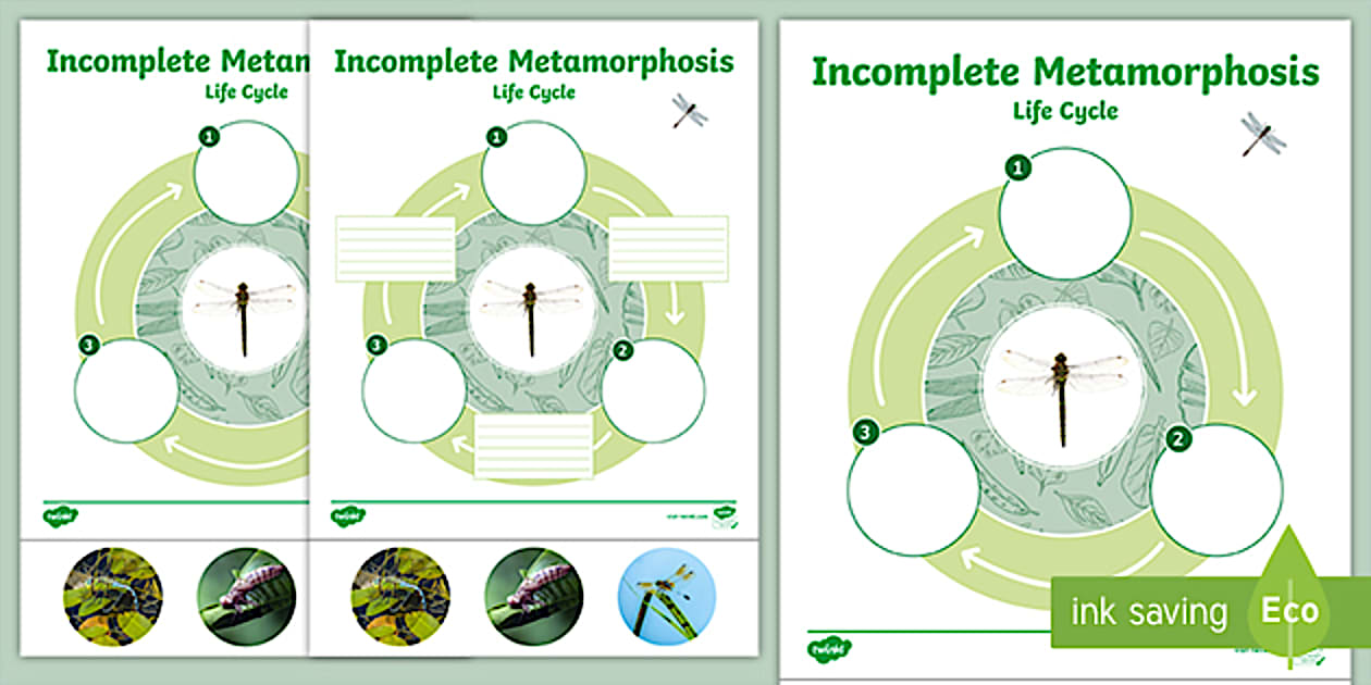 Dragonfly Life Cycle for Kids | KS2 Poster and Information