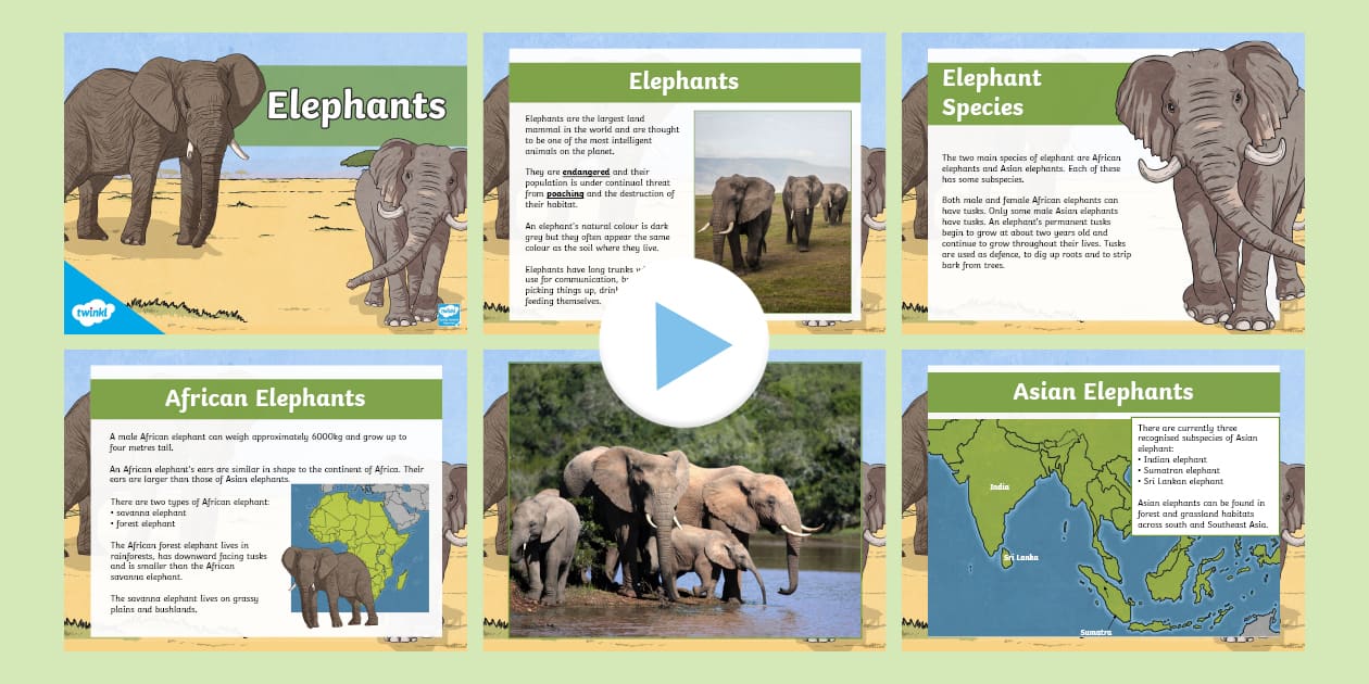 KS2 Elephants PowerPoint (teacher made) - Twinkl
