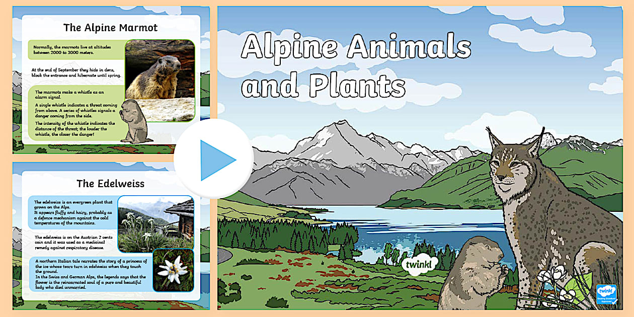 Mountain Animals and Plants PowerPoint | Primary Resources