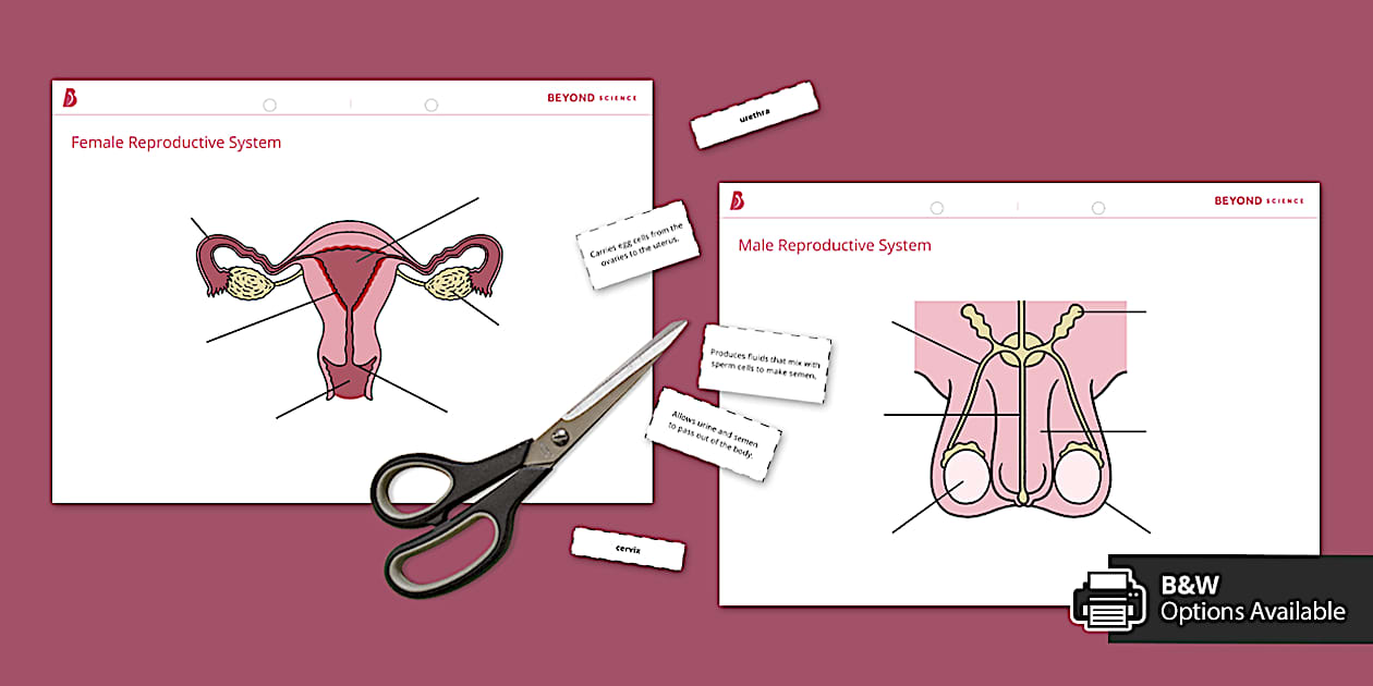 Male and Female Reproductive System Activity | Beyond