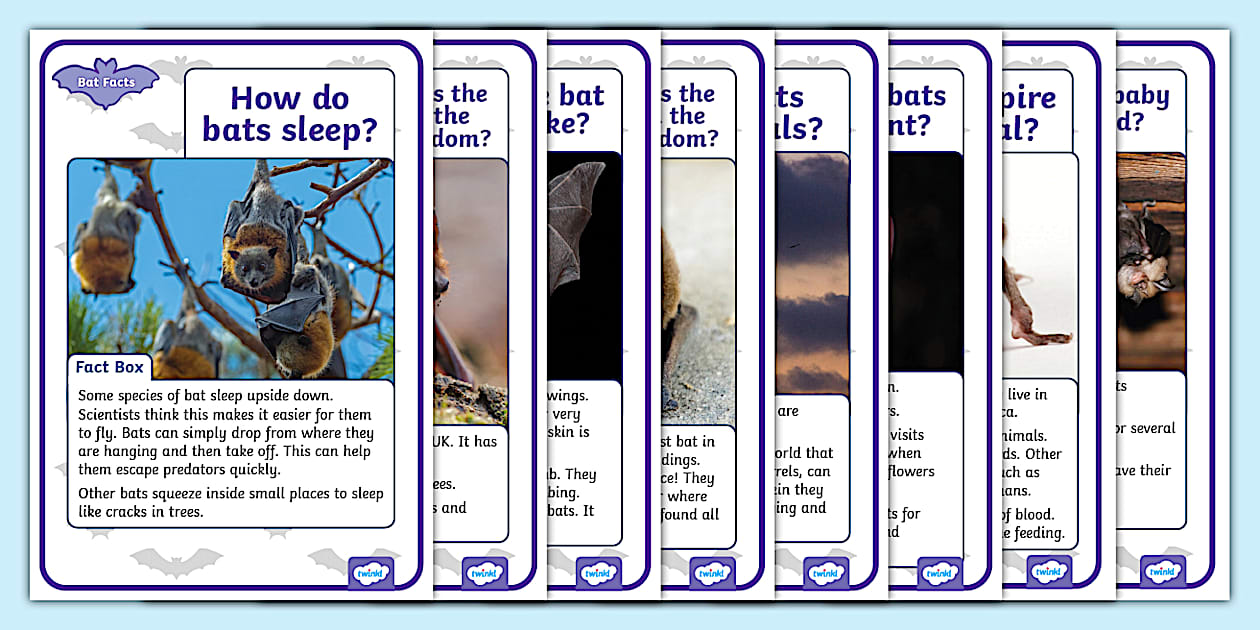 Bat Facts Display Posters - KS1 - Science - Animals - Mammal