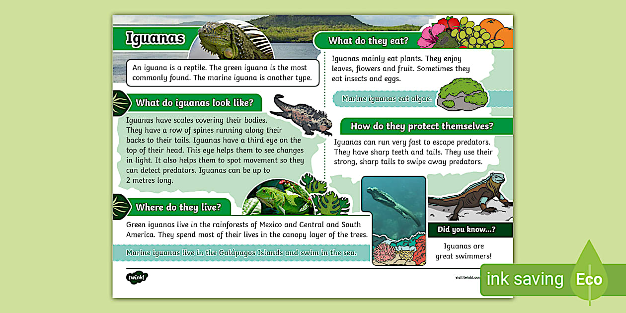 KS1 Iguana Fact File - Animals - Reptiles (teacher made)