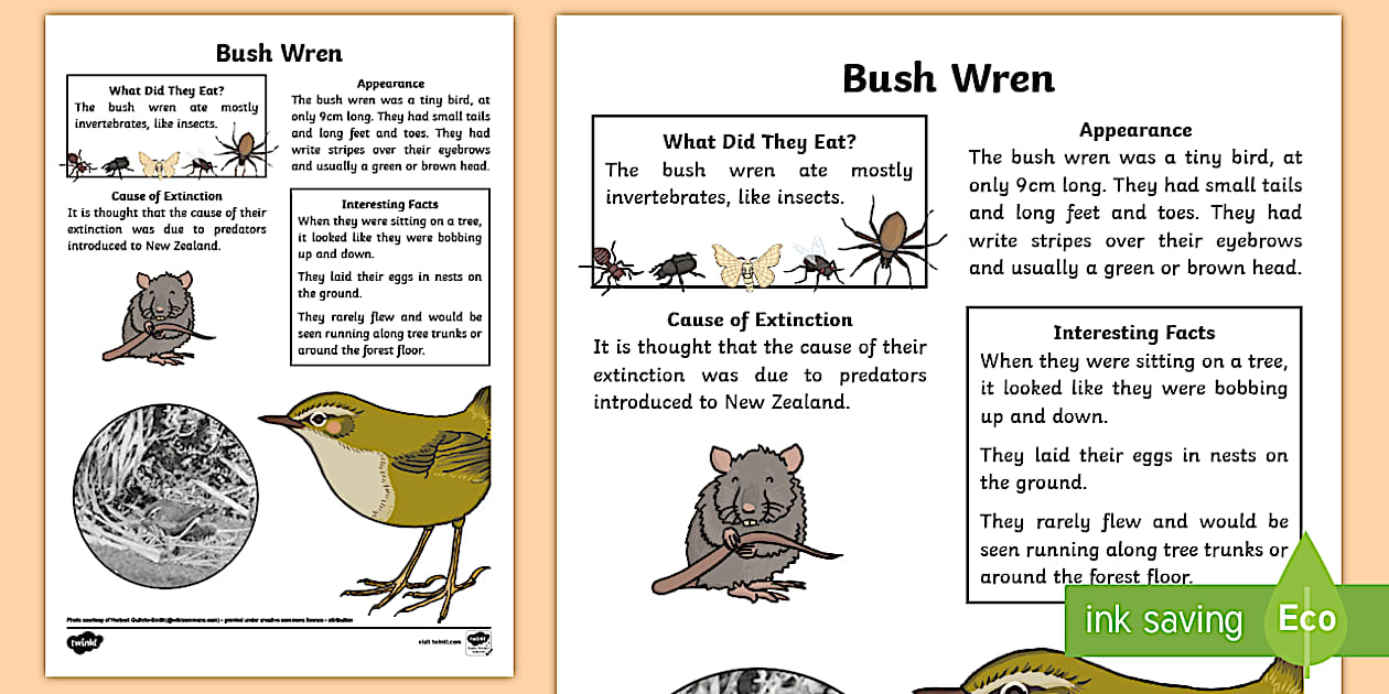 NZ Extinct Birds Bush Wren Fact Sheet