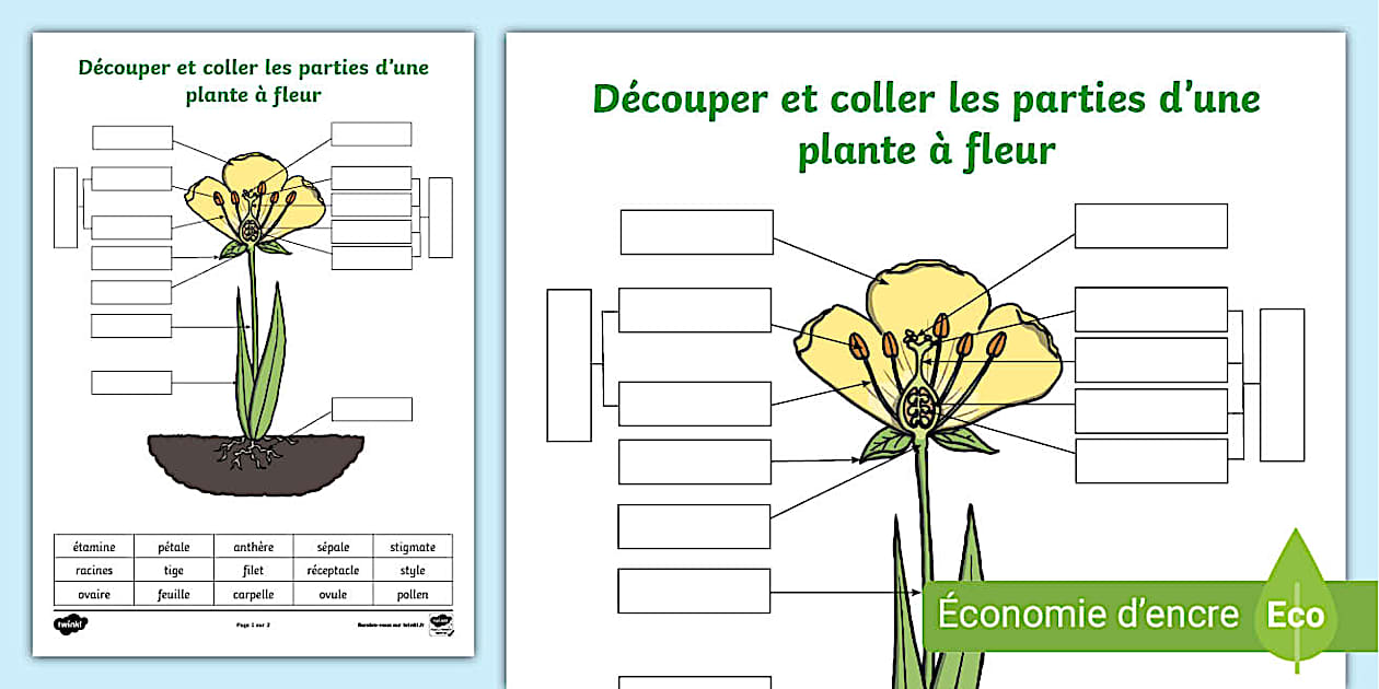 Schéma à compléter sur les parties d'une plante à fleur