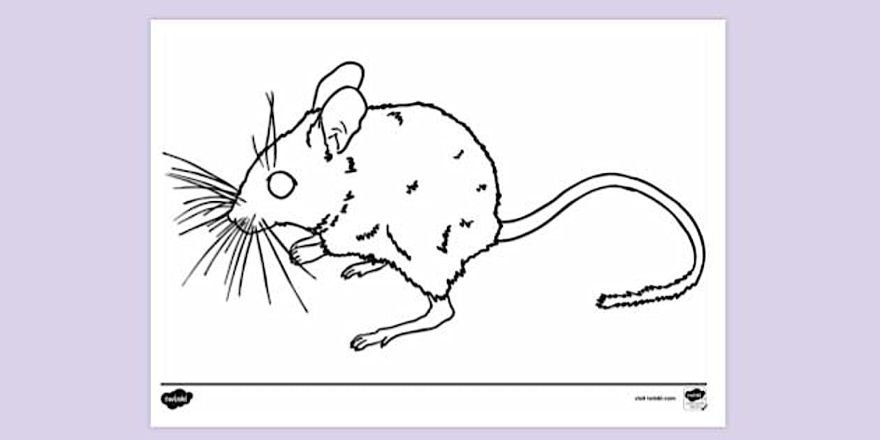 Spinifex Hopping Mouse Colouring Sheet