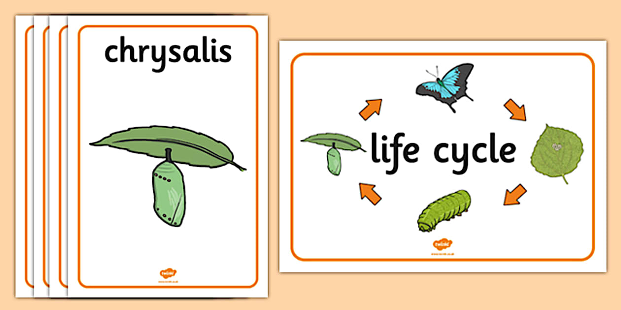Life Cycle of a Butterfly (teacher made) - Twinkl