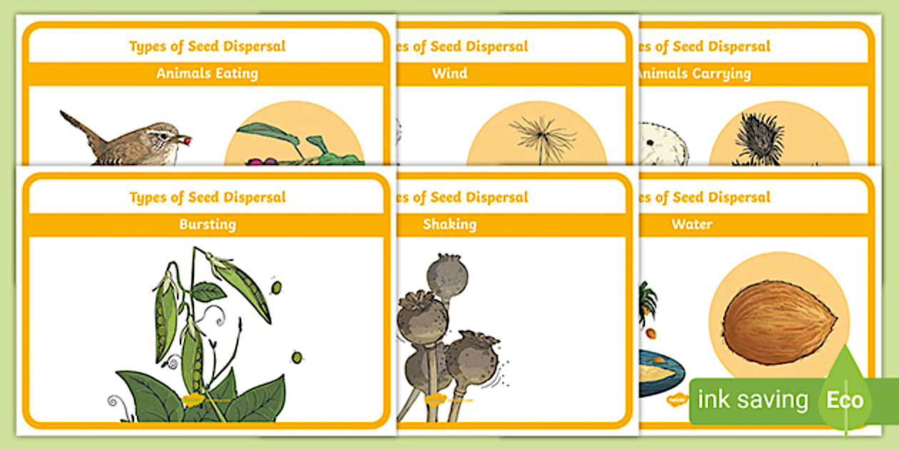 Seed Dispersal Display Posters (teacher made) - Twinkl