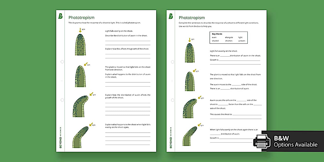 Phototropism Worksheet | Biology | Beyond Secondary - Twinkl