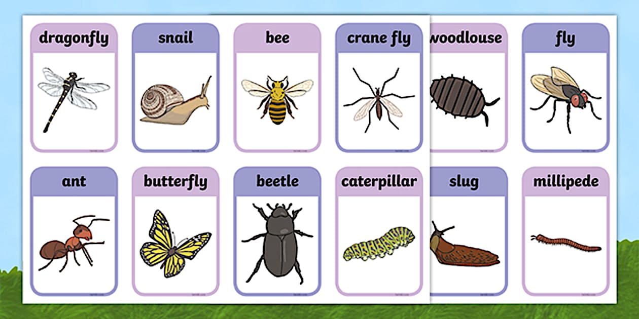 Minibeast Picture Cards - Literacy Resources - Twinkl