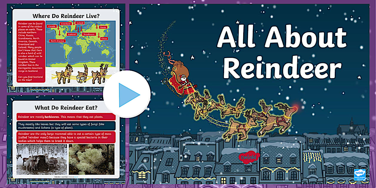 A Christmas Collar: All About Reindeer PowerPoint - Twinkl