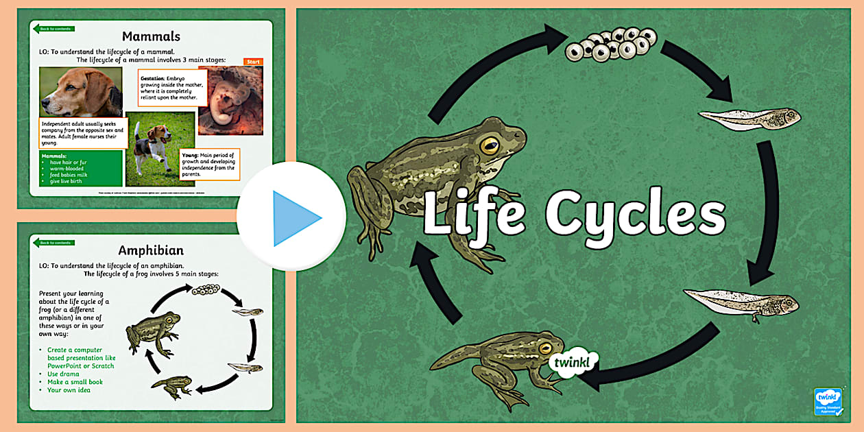 Life Cycles PowerPoint - Elementary Teaching Resource