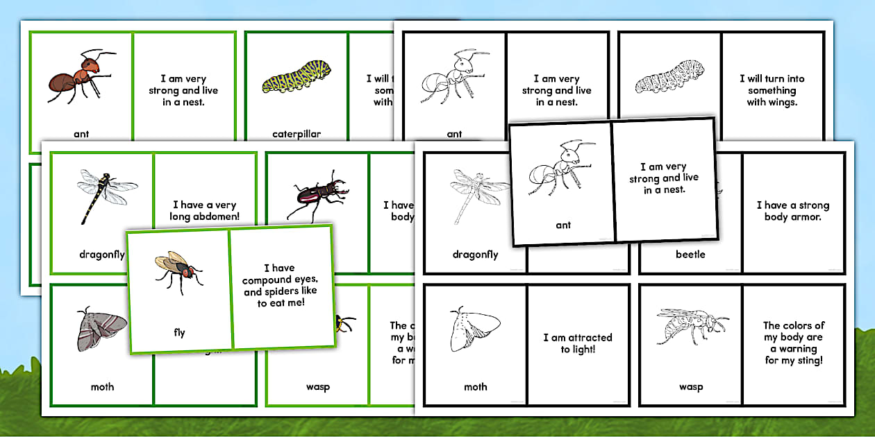 Insects What Am I? Matching Game (teacher made) - Twinkl