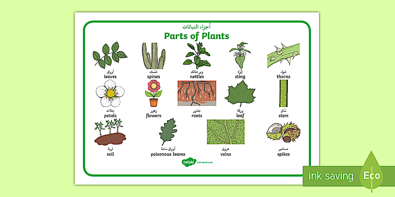 Parts of Plants Word Mat Word Mat - Arabic/English - Twinkl