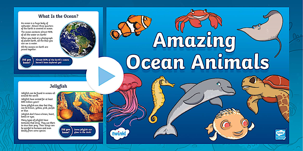 KS1 Under the Sea Animals PowerPoint | Twinkl (teacher made)