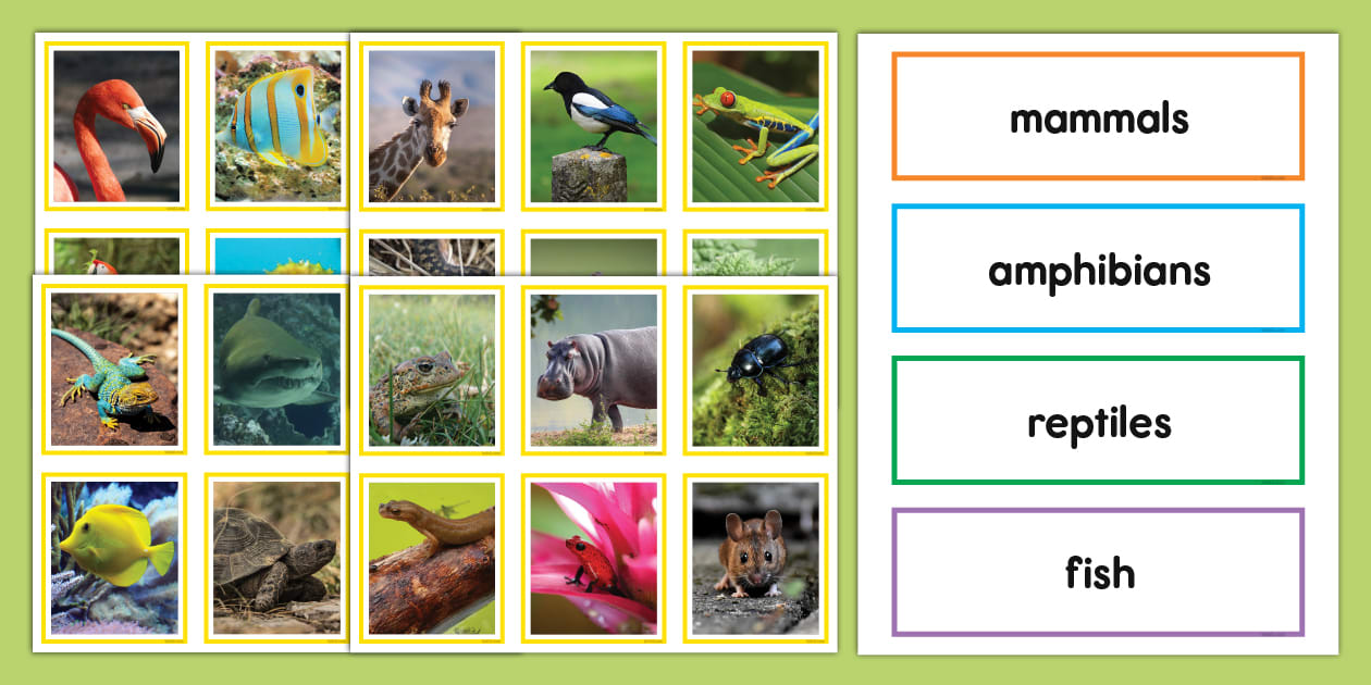 Animal Sorting Activity for K-2nd Grade - Twinkl