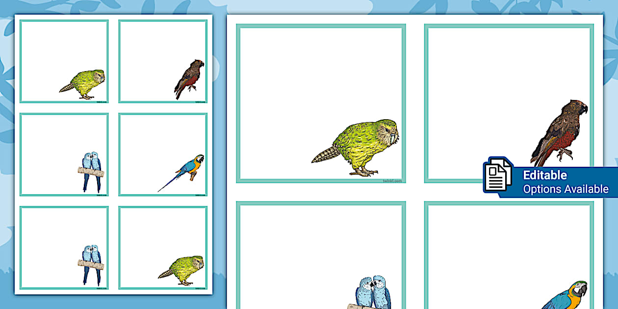 Editable Parrot Peg Labels (teacher made) - Twinkl