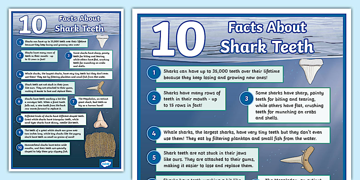 10 Facts About Shark Teeth Display Poster (teacher made)