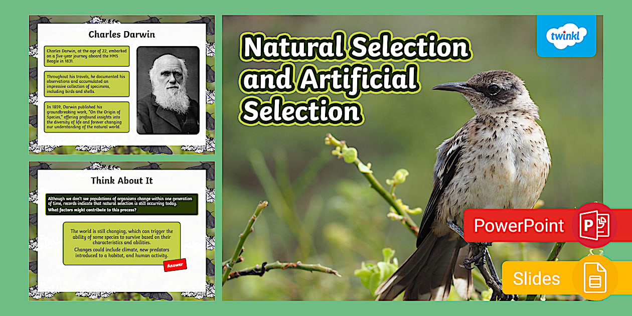 Natural and Artificial Selection PowerPoint & Google Slides