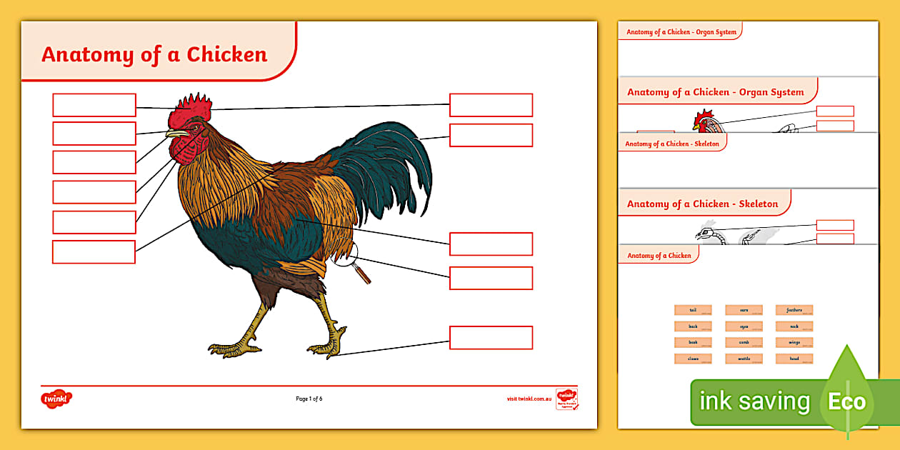 Parts of a Chicken Worksheets | Anatomy of a Chicken