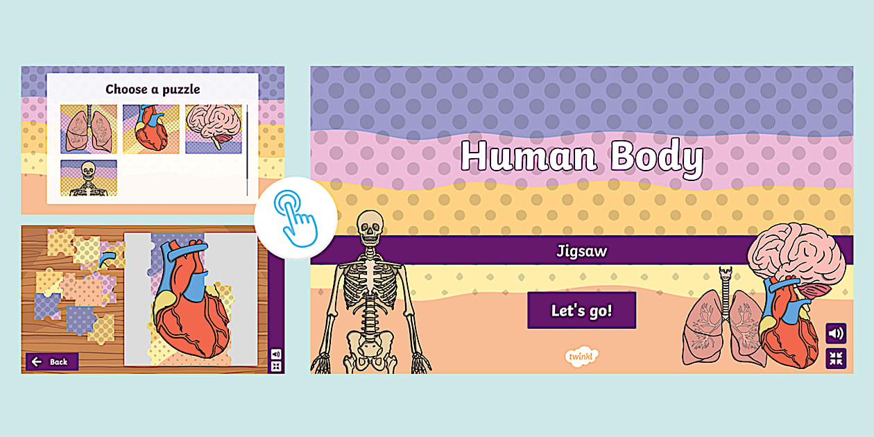 Human Body Interactive Jigsaw (teacher made) - Twinkl