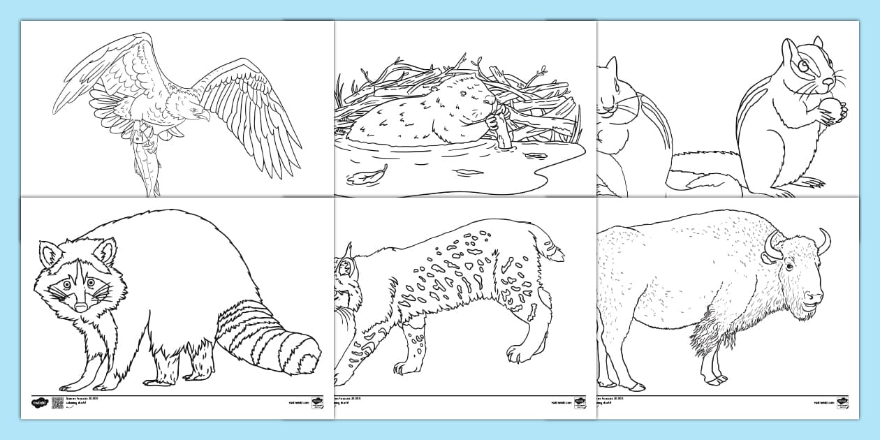 North American Animals Colouring Pages (teacher made)