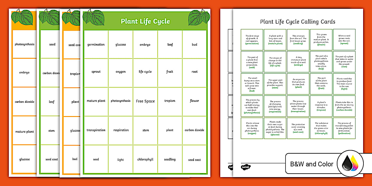 Plant Life Cycle Bingo for 3rd-5th Grade (teacher made)