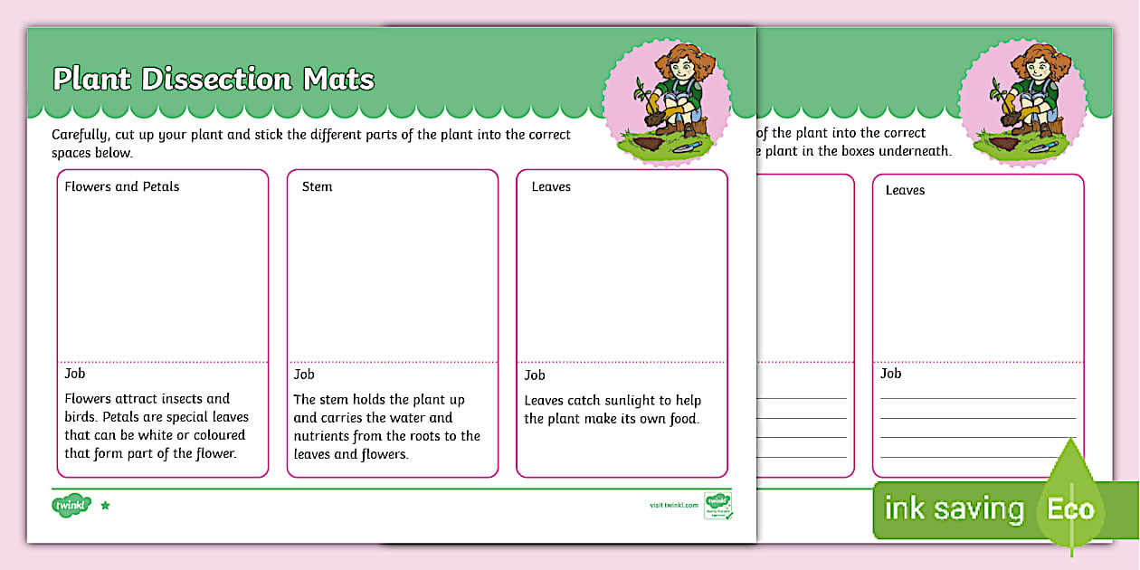 KS1 Plant Dissection Mats - Twinkl - Science - Twinkl