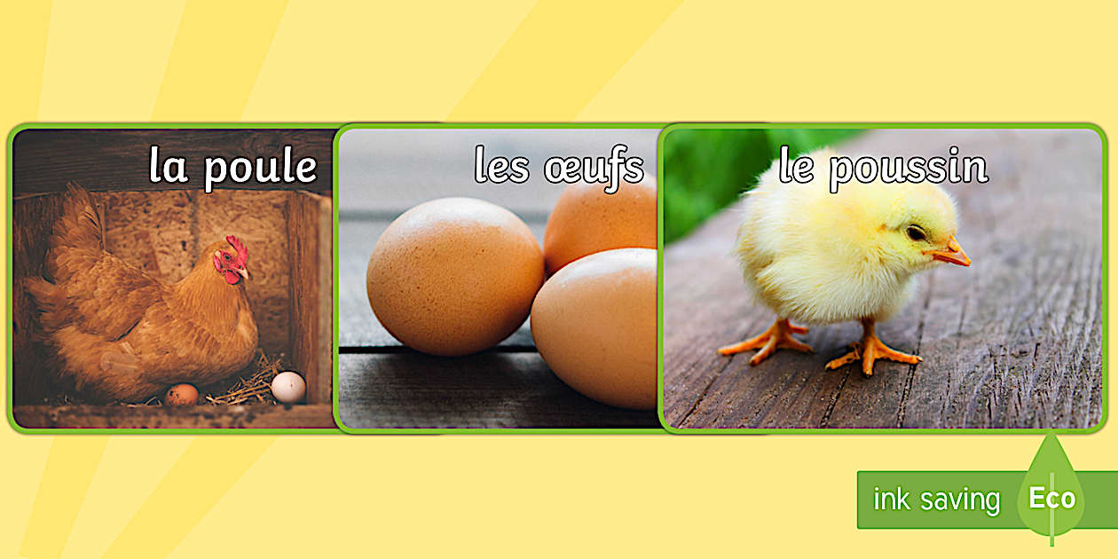 Photos : Le cycle de vie de la poule Photos d''affichage