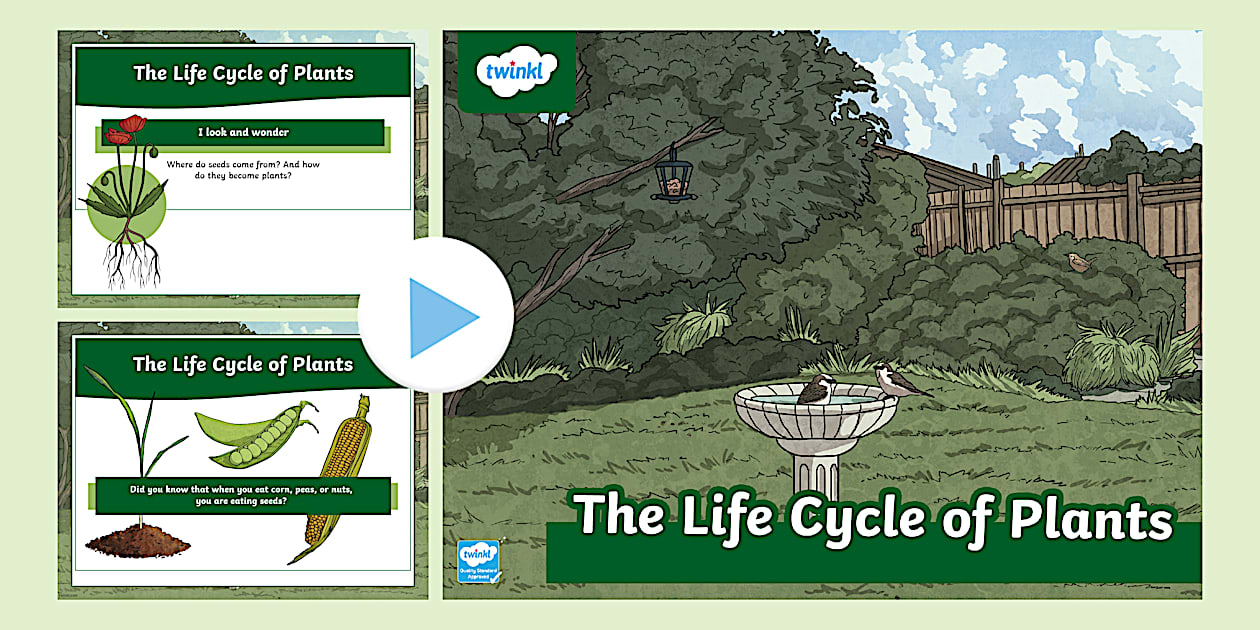The Life Cycle of Plants PowerPoint (teacher made) - Twinkl