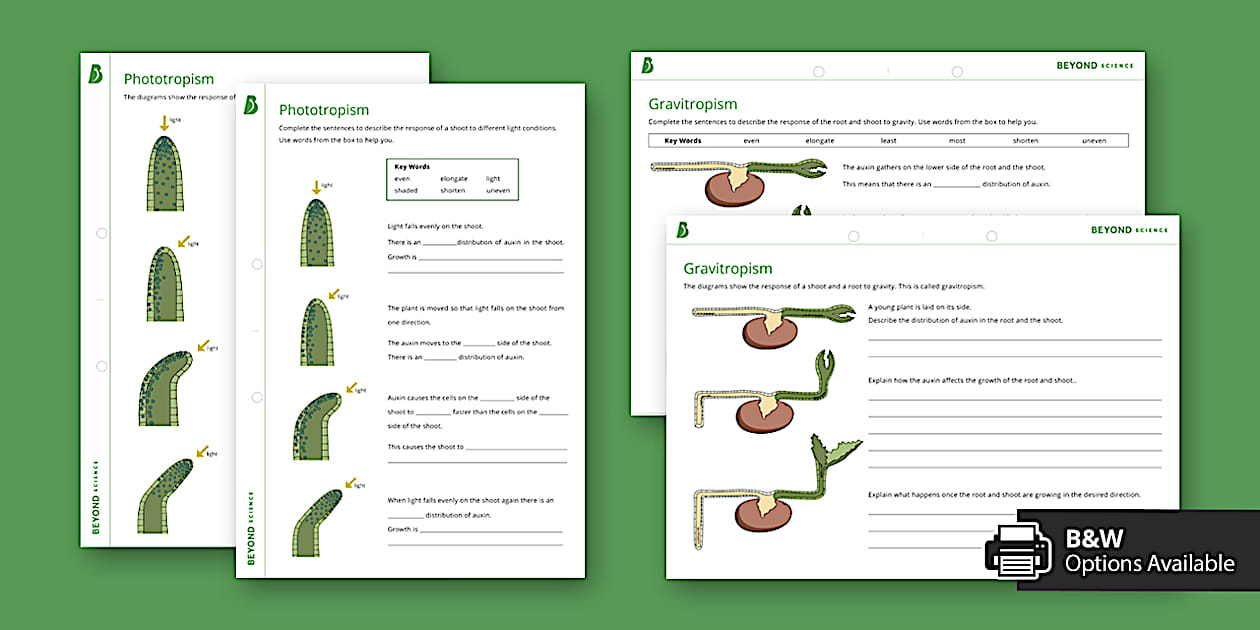 Plant Tropism Responses Worksheets | Biology | Beyond