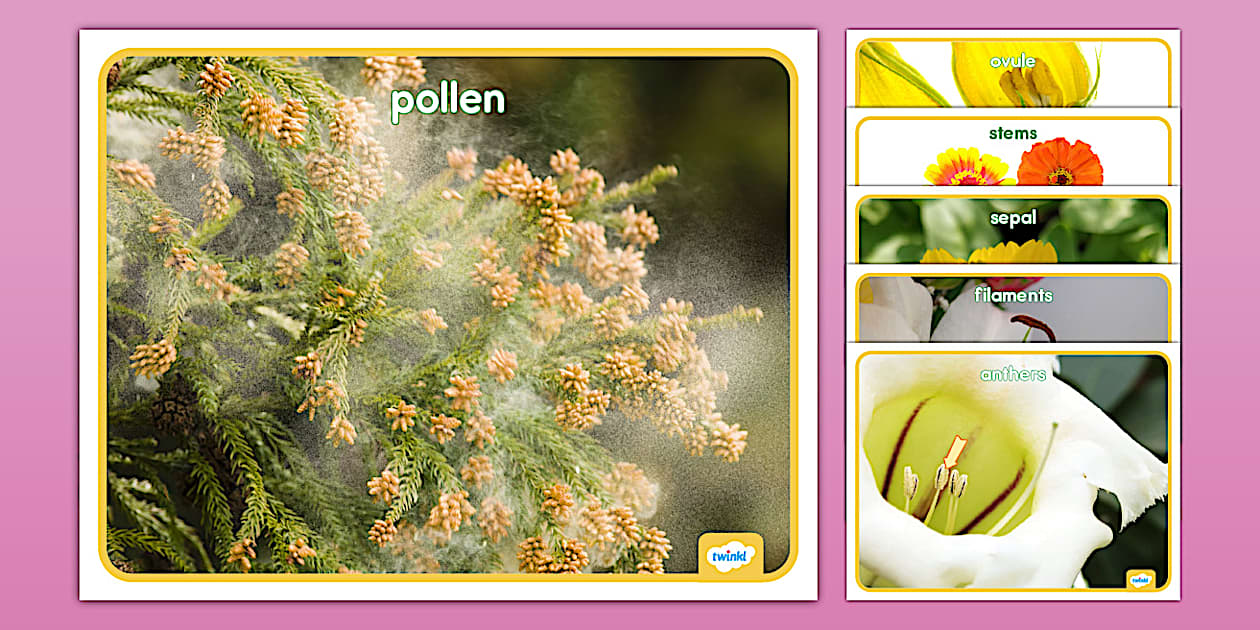 Parts of a Flower Photos (teacher made) - Twinkl