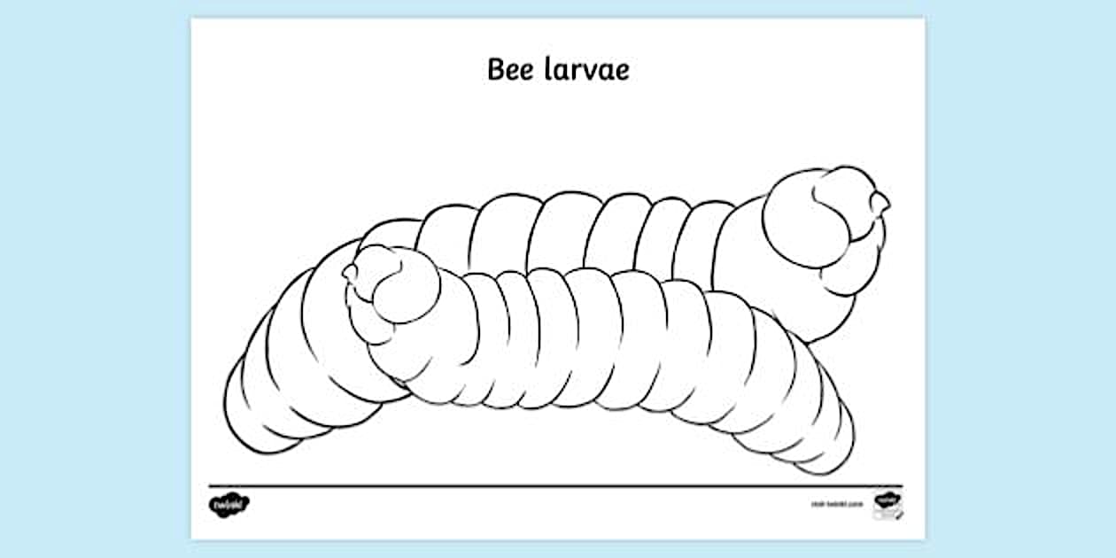 Bee Larvae Colouring Sheet | Colouring Sheets (teacher made)