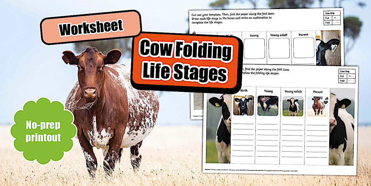 Cow Folding Life Stages Worksheet