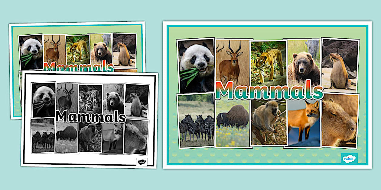 Mammals Photo Display Poster (Teacher-Made) - Twinkl